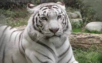 東武動物公園のホワイトタイガー「カーラ」が20歳に　人間なら100歳
